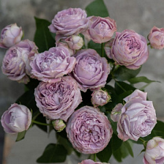 Саженцы розы Таманго (Tamango) в Красноярске цены от 350 руб. , купить ...